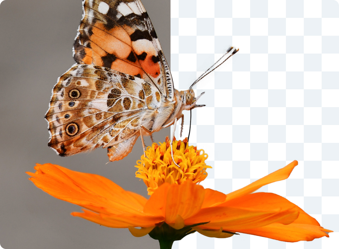 Easy Background Remover to Amplify Your Designs | Visme